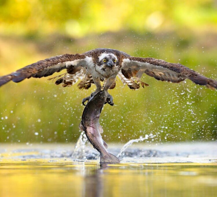 Lake District with Kids | Things To Do With Kids Lake District